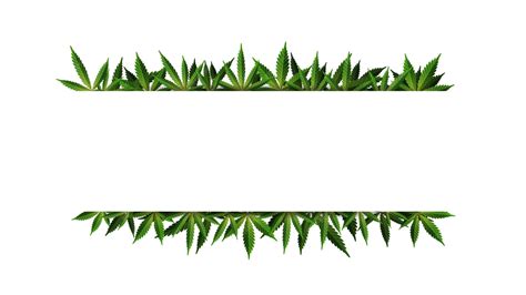 Premium Vector Cannabis Leaf Frame Template