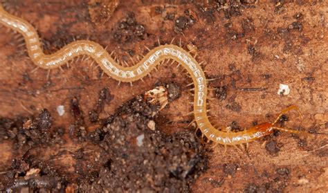 Quilópodes Representantes Mundo Ecologia