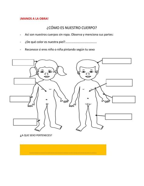 El Cuerpo Humano Worksheet For Primero De Primaria Interactive