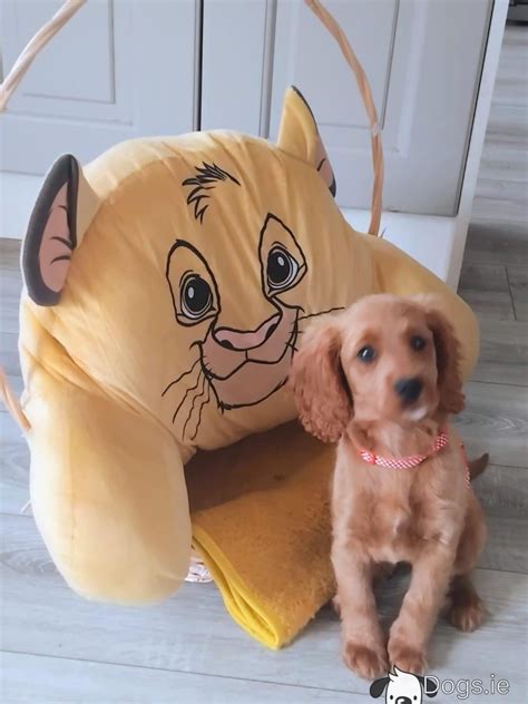 1 Beautiful Cavapoo X English Cocker Spaniel Puppies In Offaly