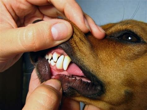 Dental Implants For Dogs Pets4homes