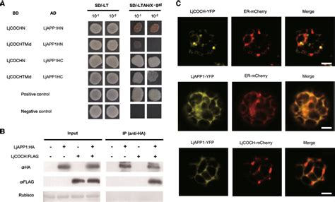 Yeast Two Hybrids Coip And Fluorescence Co Localization Experiments