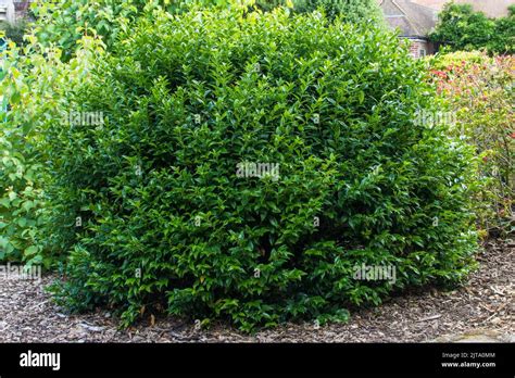 Shrub Sweet Box Sarcococca Confusa In A Garden Mixed Border Stock
