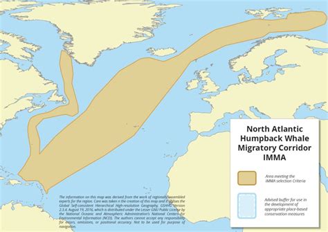 North Atlantic Humpback Whale Migratory Corridor Imma Marine Mammal