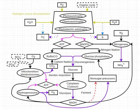 Unification Of Photoautotrophy Chemoautotrophy And Photoelectric Autotrophy Metabolism In