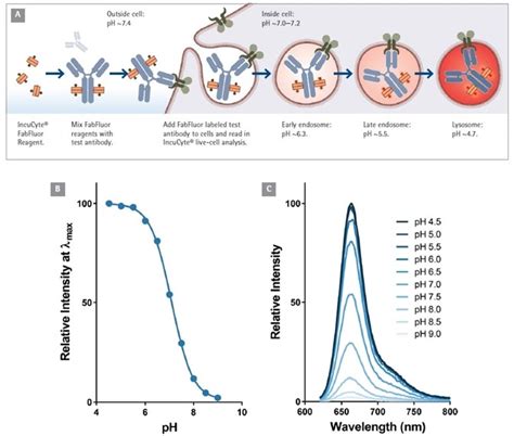 Fluorescent 96 Well Antibody Internalization Assays