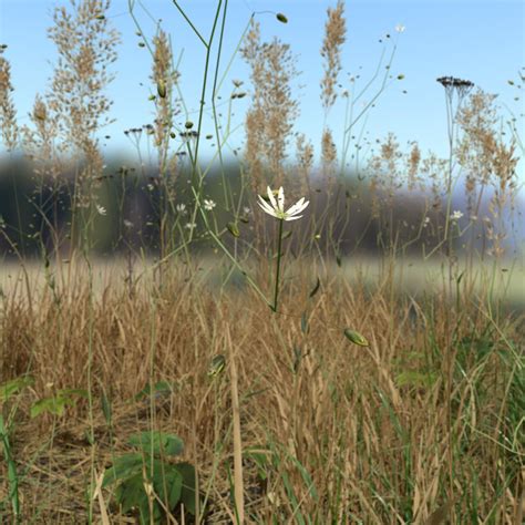 Grass Leaf Starwort Meadow 3d Model Patch