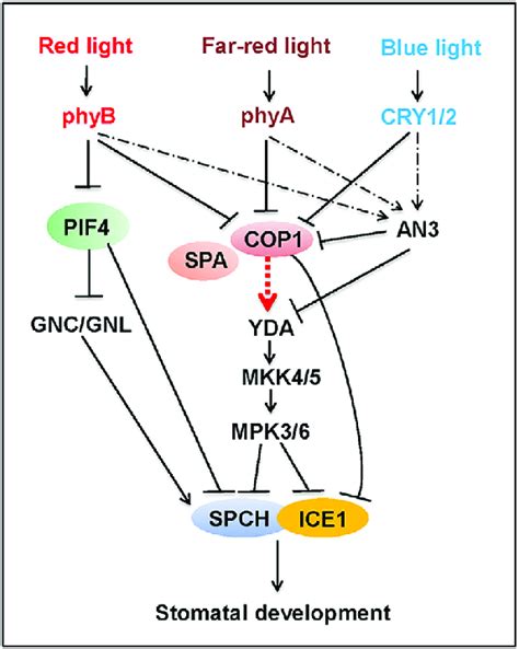 Model For The Light Regulation Of Stomatal Development And Patterning