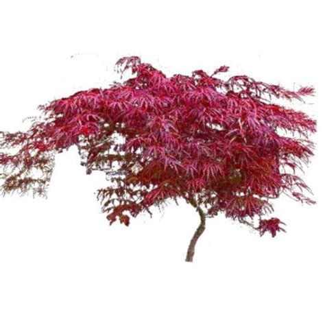 Firecracker Japanese Maple