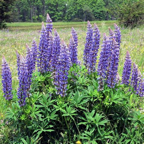 Lupine Plant Care Guide How To Grow And Care For Lupines