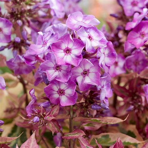 Phlox Tall Olympus Plantcetera