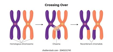 Homologous Recombination Over 82 Royalty Free Licensable Stock