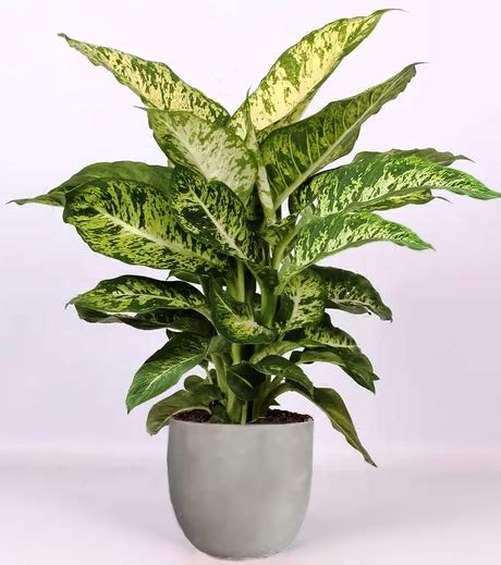 نبات الزينة دفنباخية