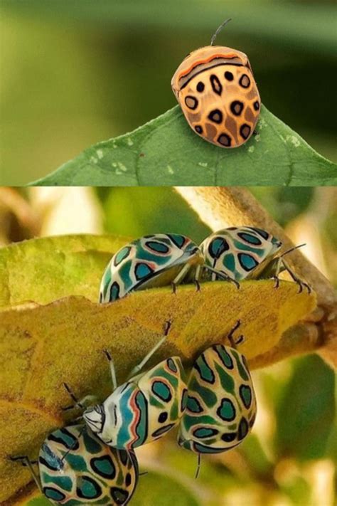 Picasso Bug A Masterpiece Of Nature