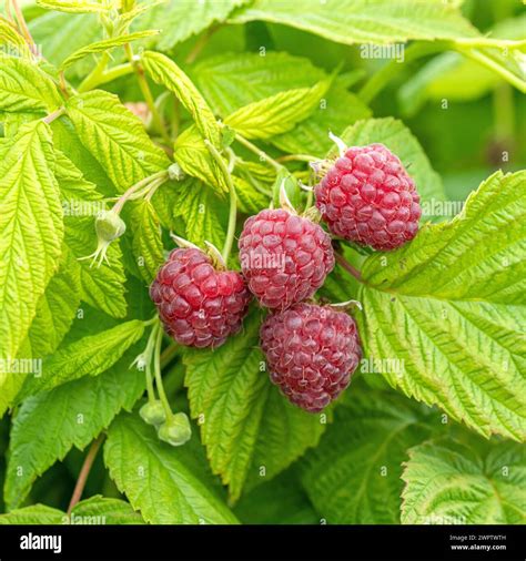 Raspberry Rubus Idaeus Autumn Happy Cambridge Botanical Garden
