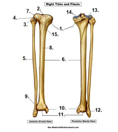 Femur Unlabeled