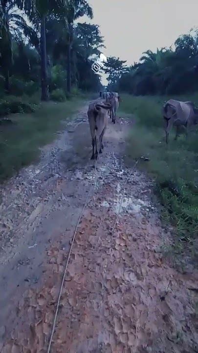 Bantu Suport Brader Peternal Muda Youtube