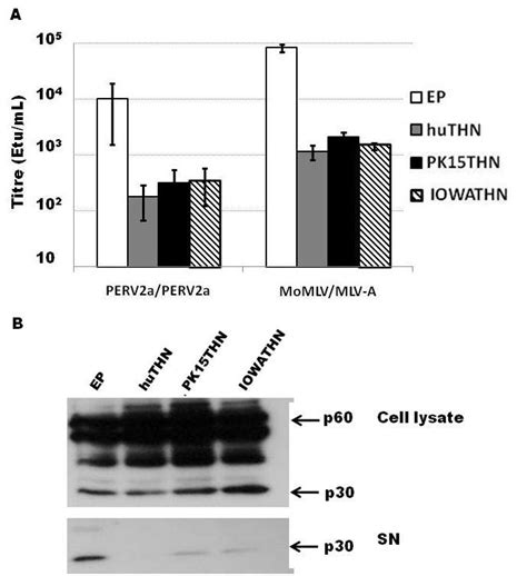 3 Porcine Tetherin Blocking Of Perv And Mlv Release A Egfp Expressing