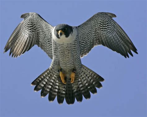 Peregrine Falcon Bird