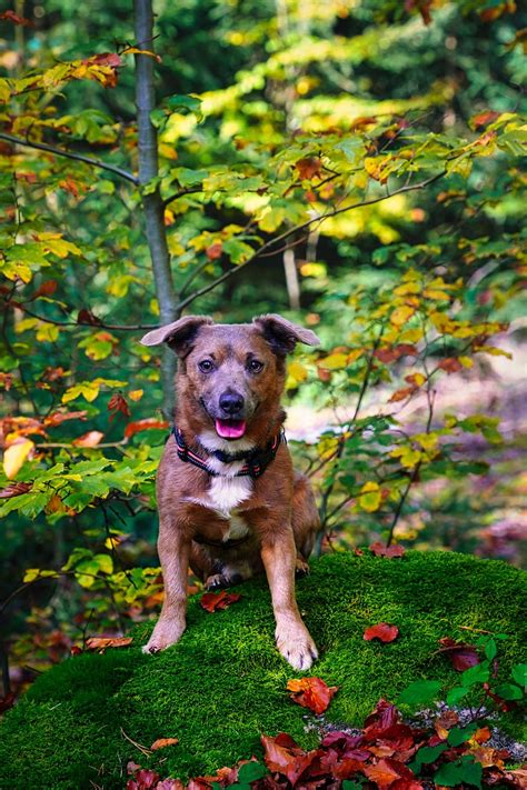 Dog Domestic Animal Nature Free Photo On Pixabay
