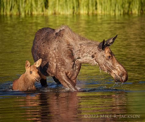 Tiny Moose Twins And More Mike Jackson Photography