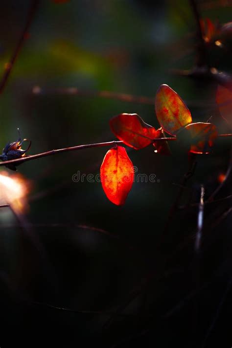 Vibrant Red Leaf Atop A Stem Of A Shrub With Other Leaves Of The Same