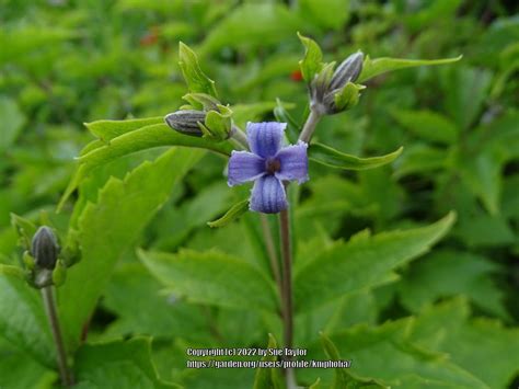 Clematis Clematis Stans In The Clematis Database