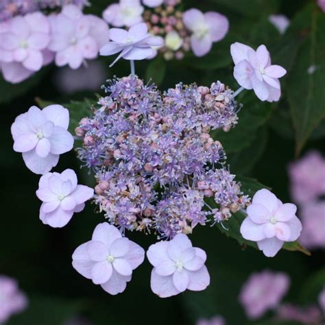 How To Identify Your Hydrangea Proven Winners Colorchoice Flowering