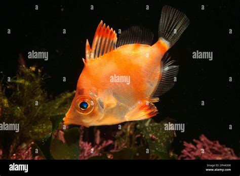 Boarfish Capros Aper Adult Captive Washed Up In Bay Kimmeridge Bay