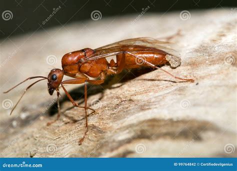 Red Ant Queen