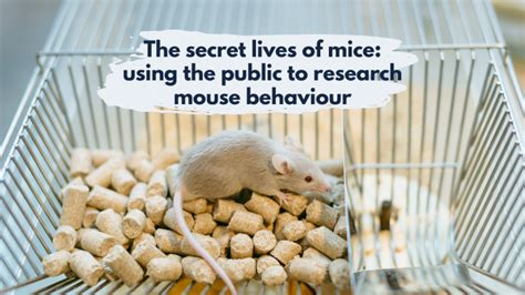The Secret Lives Of Mice Using The Public To Research Mouse Behaviour
