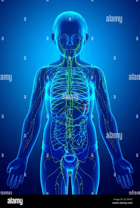 3d Rendered Medically Accurate Illustration Of A Young Girl Lymphatic