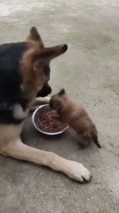 Жёсткий щенок овчарки Youtube