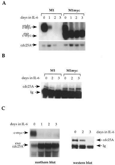 Cdc25a Stability Is Controlled By The Ubiquitin Proteasome Pathway