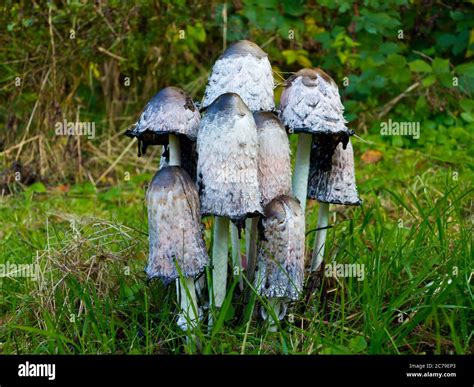 Coprinopsis Atramentaria Commonly Known As The Common Ink Cap Or Inky