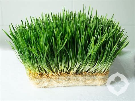 Fresh Living Tray Of Wheatgrass Seedmart Australia