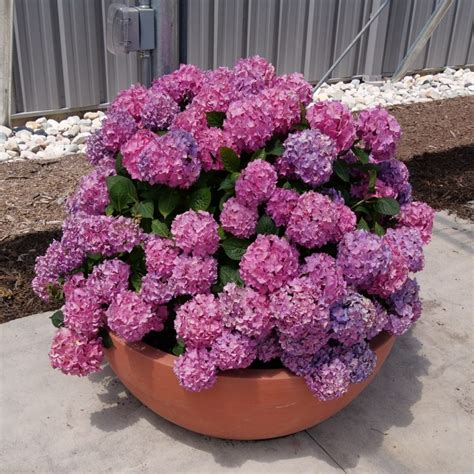 Lets Dance Hydrangeas Proven Winners Colorchoice Flowering Shrubs