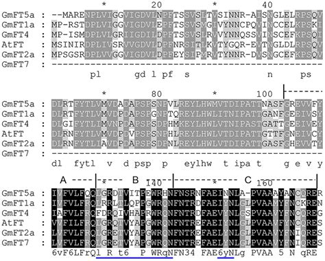 Multiple Sequence Alignment Of Arabidopsis Ft And Soybean Ft Homologues