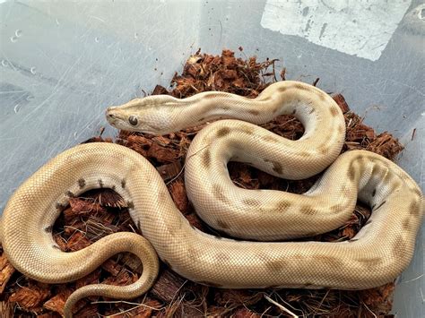 Patternless Het Granite Albino Burmese Python By Amazon Reptile Center