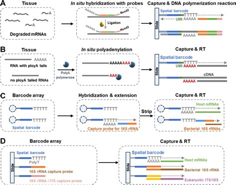 Next Generation Sequencing Based Spatial Transcriptomics A Perspective
