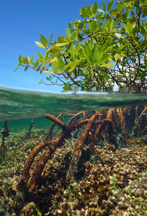 The 3 Types Of Florida Mangroves Tampa Bay Kayak Anglers
