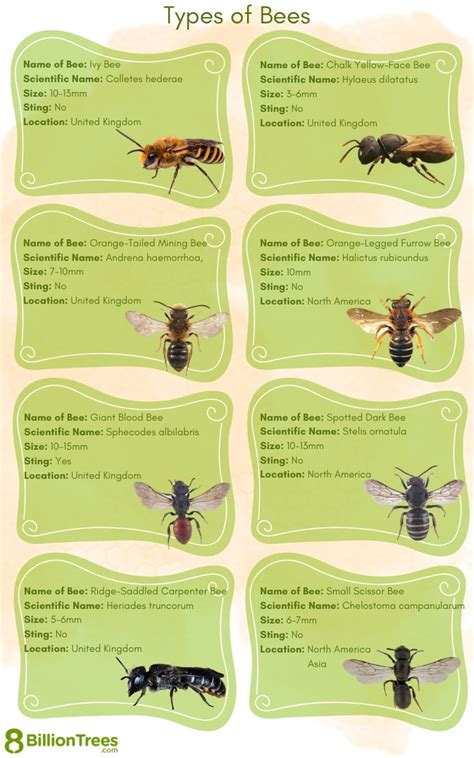 46 Free Printable Bee Identification Charts Pdf 46 Free Printable Bee Identification Charts Pdf