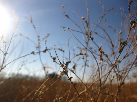 Lineage Of Expectation An Advent Blog