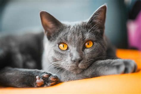 Chartreux Cat Breed Profile Characteristics And Care