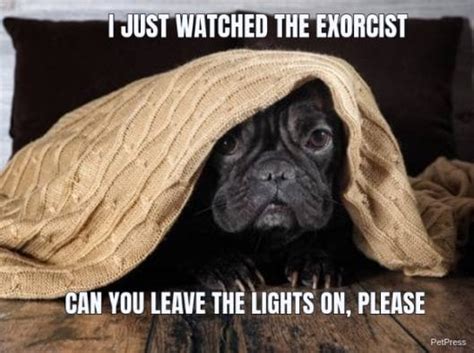 10 Scared Dog Memes With Hilarious Reactions Petpress