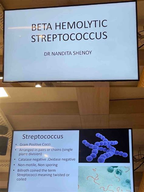 Micro Strepto Pyrogenes And Agalactiae Pdf