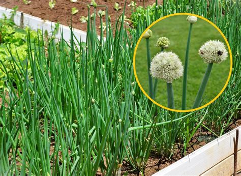 Jest Najlepsza Na Gruby Szczypior Kiedy Siać Cebulę Siedmiolatkę Deccoriapl