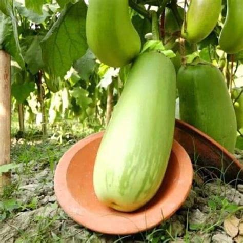 Big Kg Begun Plus Bari Begun 12 বীজ কেজি বেগুন Seedsmate