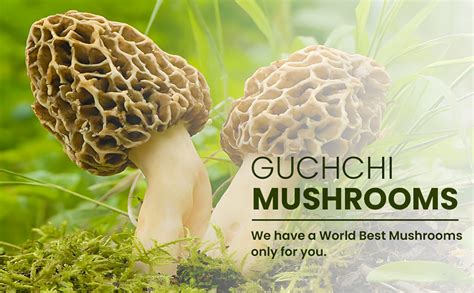 Aayurja Jumbo Gucchi Mushroom Himalayan Kashmiri Jumbo Gucchi