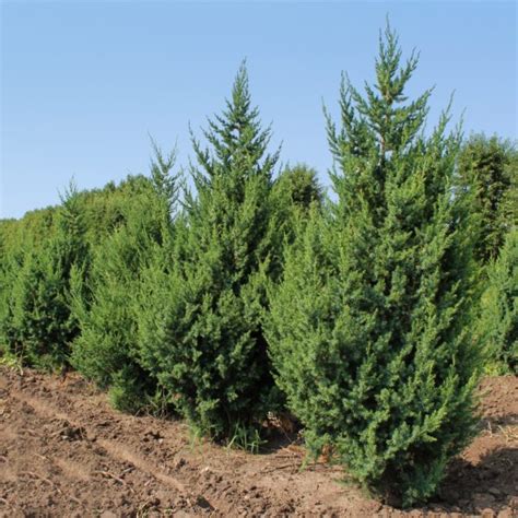 Juniperus X ‘jnblue Select Star Power Juniper Doty Nurseries